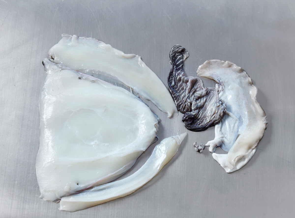 Comment identifier et cuisiner la seiche ? Guide complet. | Régal