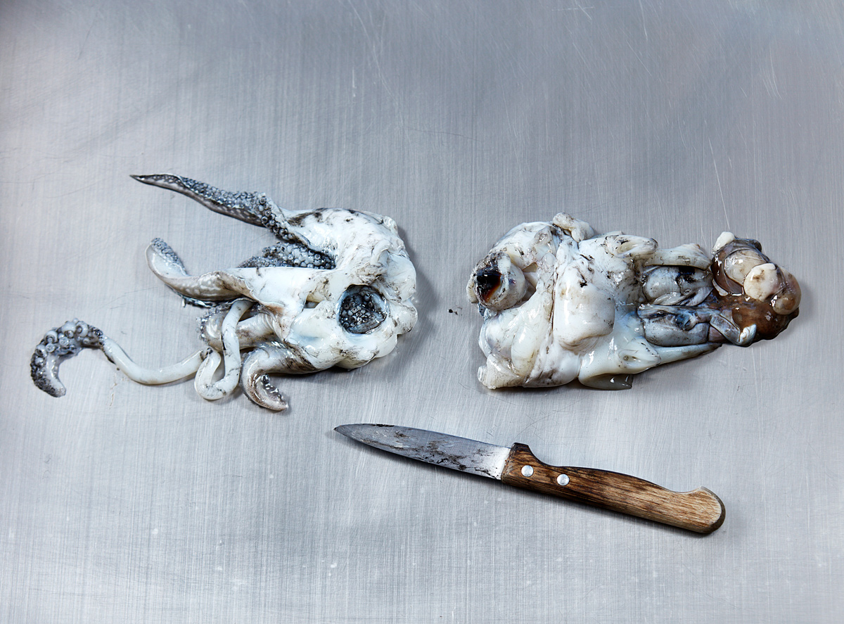 Comment identifier et cuisiner la seiche ? Guide complet. | Régal