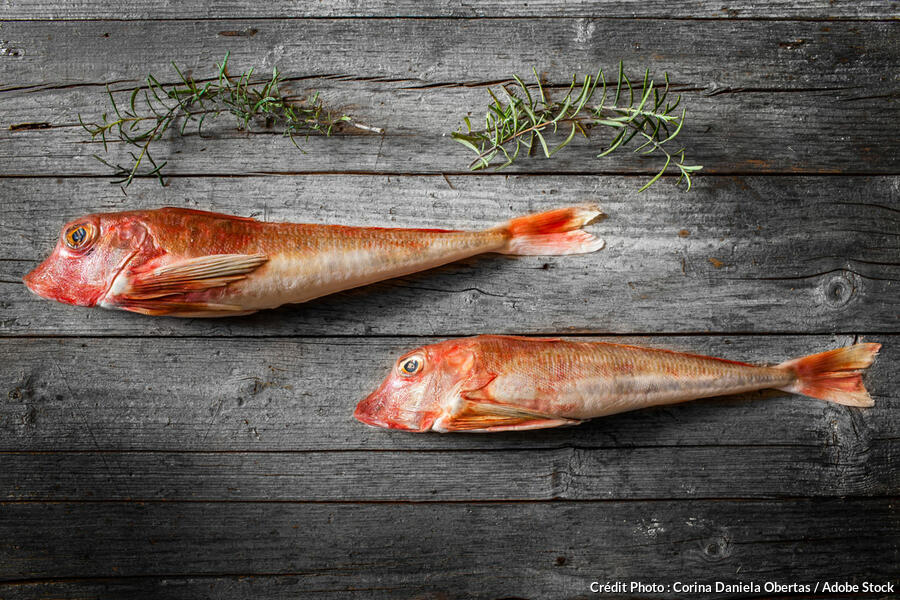 Le rouget grondin : conseils d'achat et recettes | Régal