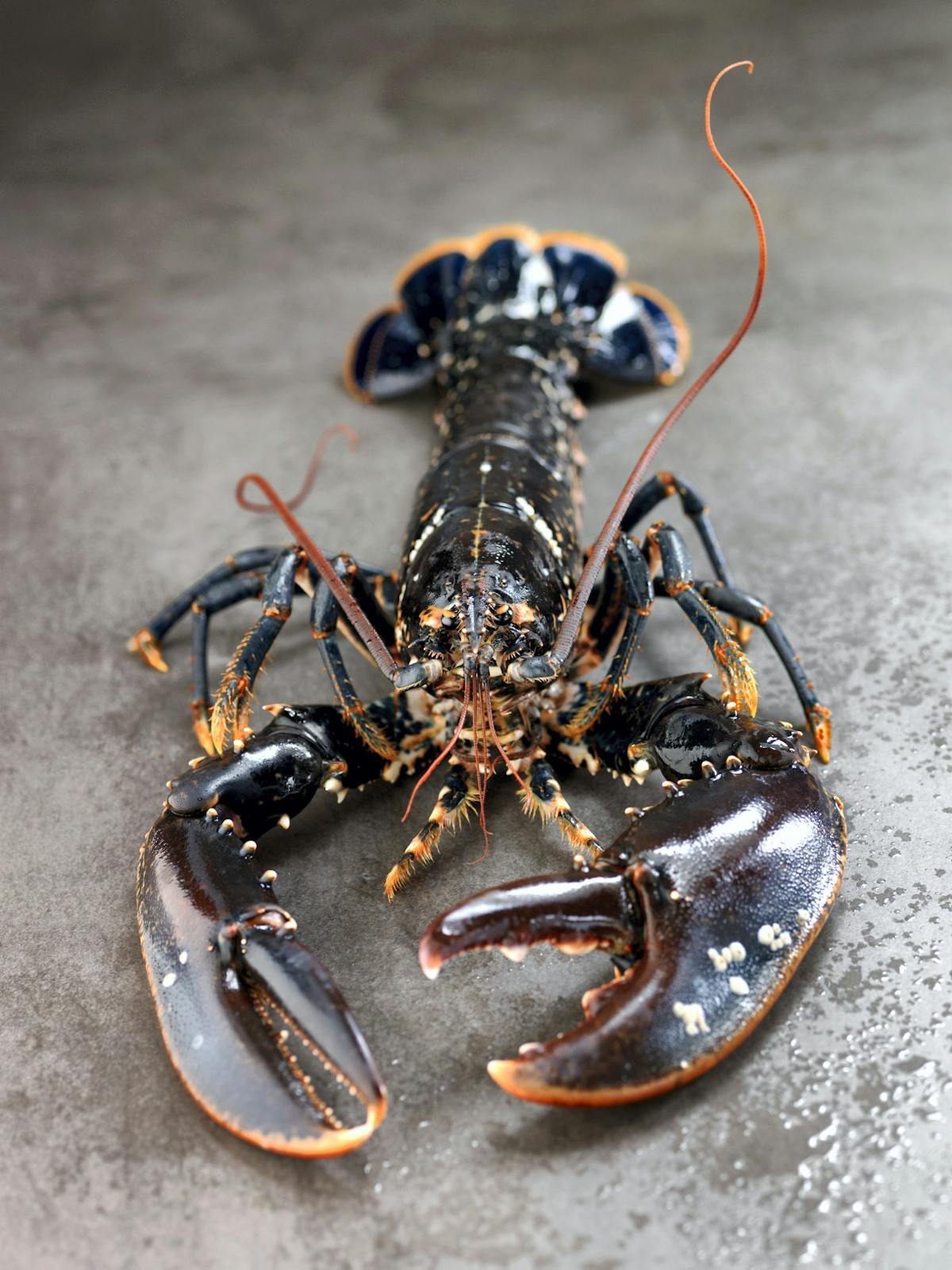 Comment cuisiner le homard ? Conseils d'achat, astuces et recettes | Régal