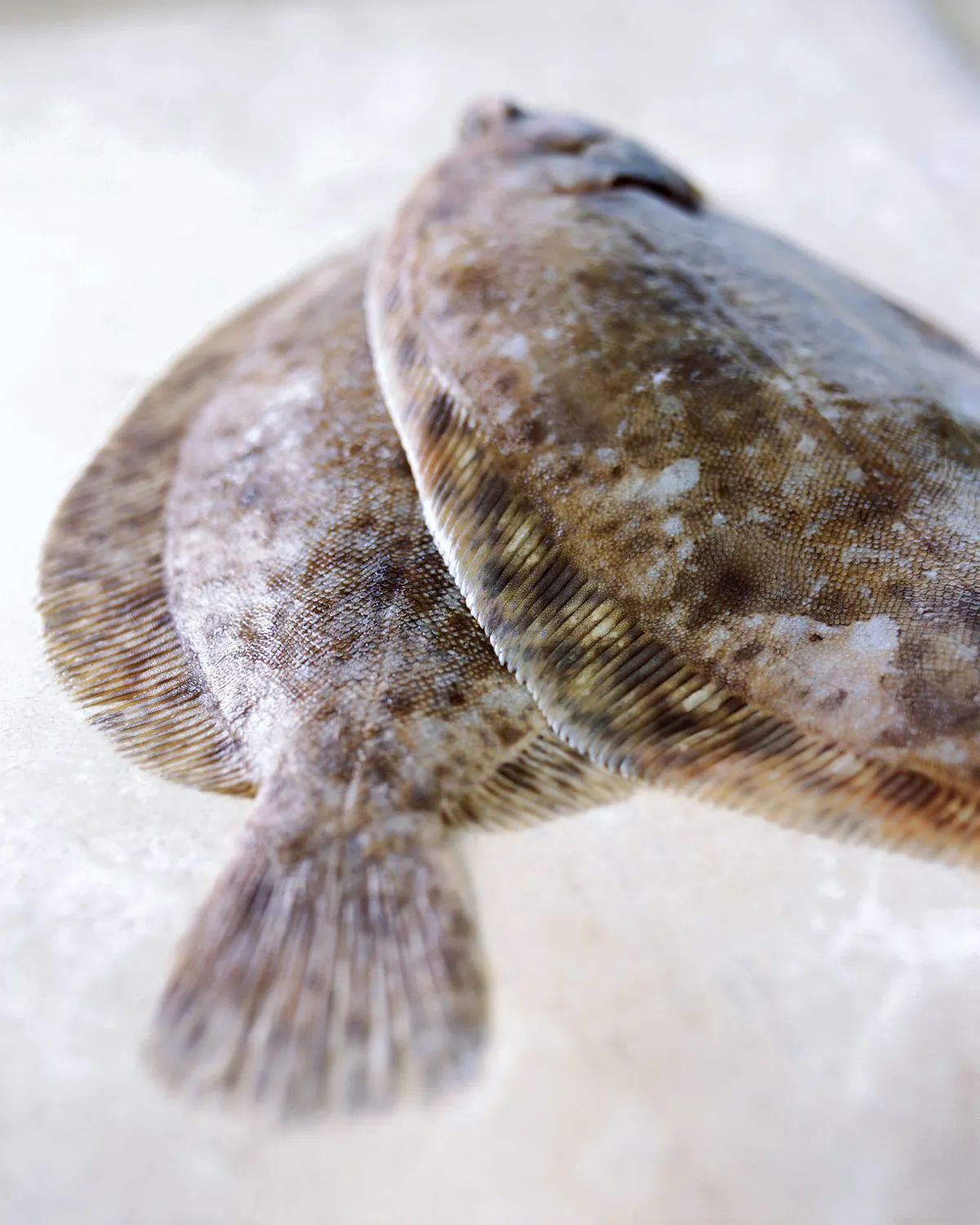 Sole : 15 recettes faciles (filet, roulée, au four) | Régal