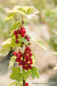La groseille : tout savoir sur ce fruit rouge | Régal