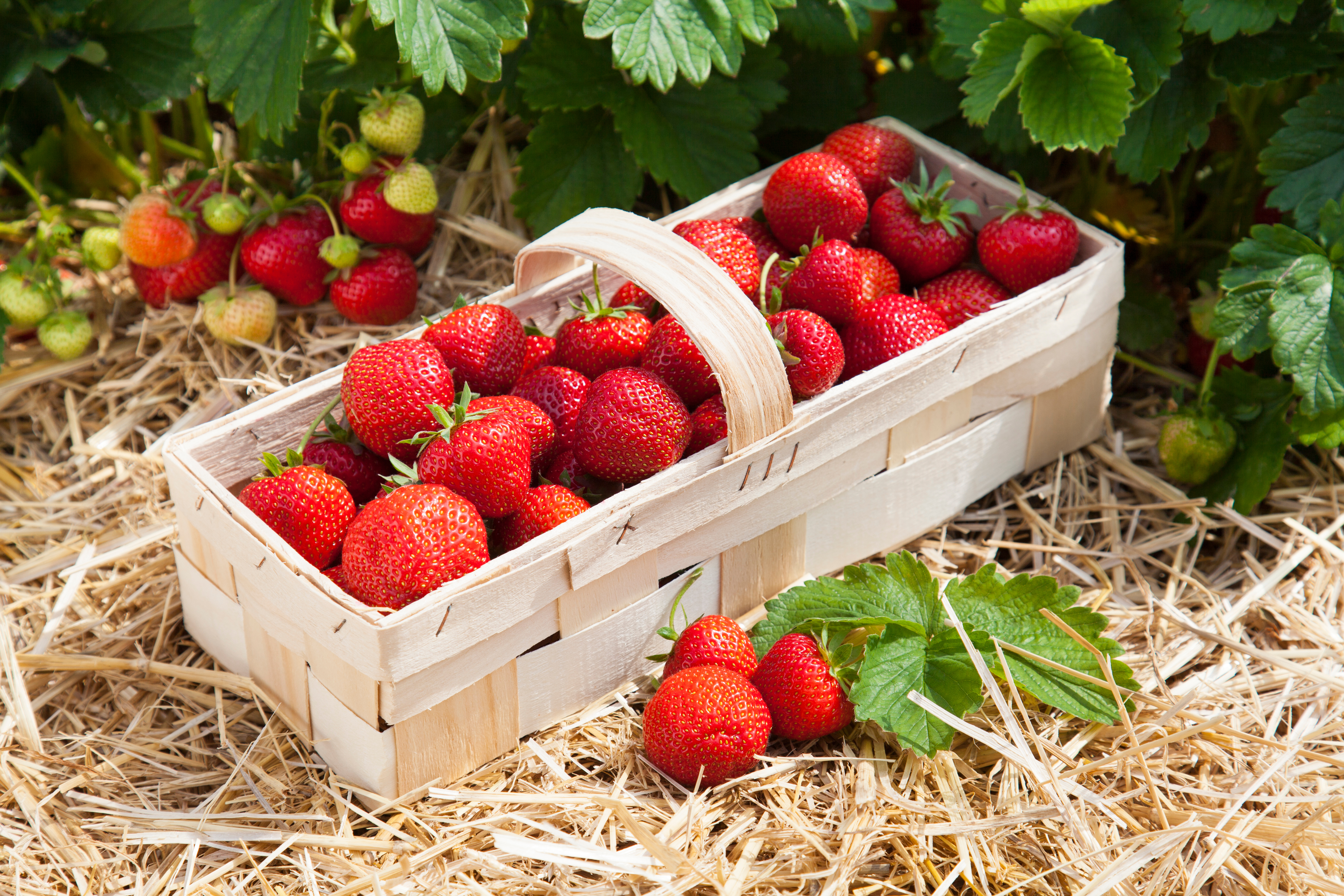 Saison des fraises : quand ces fruits révèlent-ils enfin leur saveur ...