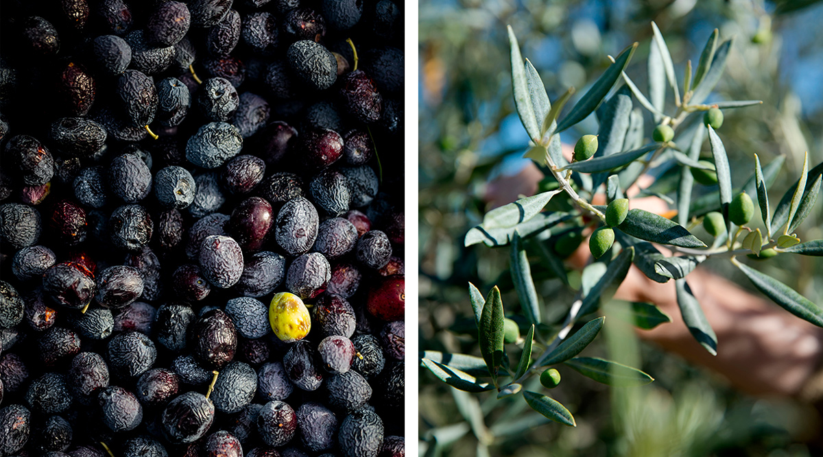 Découverte de l'olive noire de Nyons : variété, conservation et ...