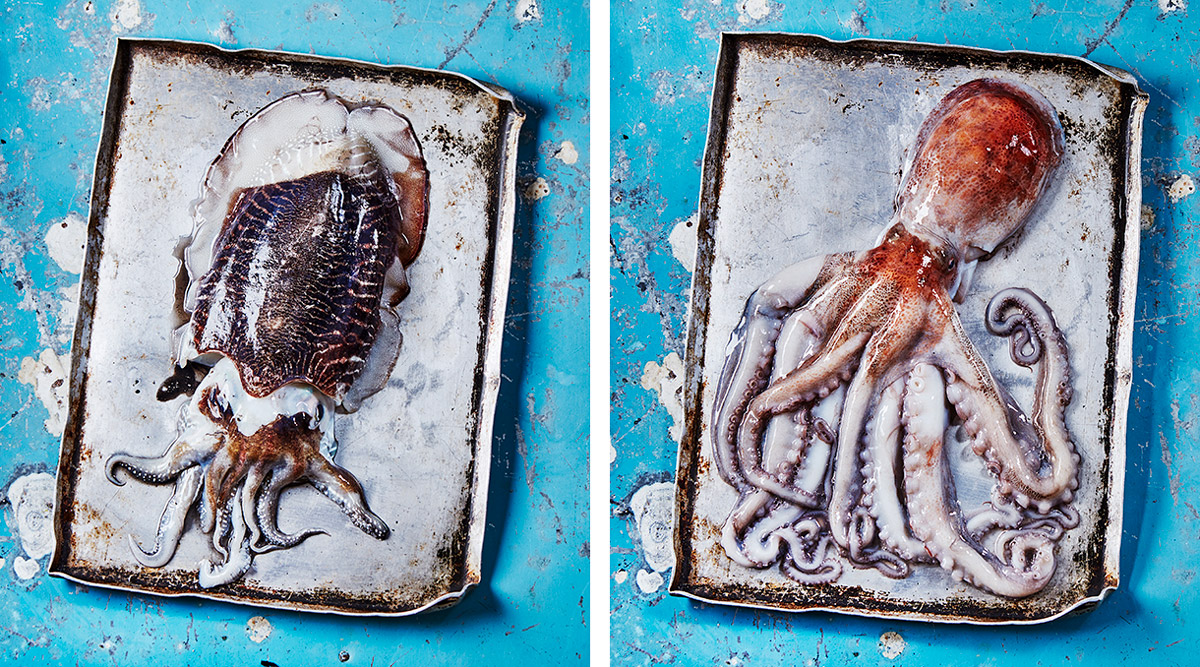 Comment identifier et cuisiner la seiche ? Guide complet. | Régal