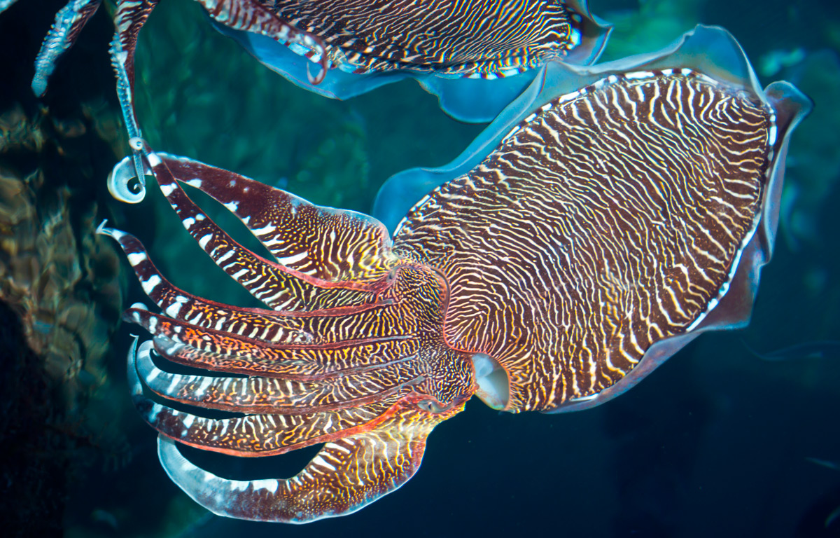 Comment identifier et cuisiner la seiche ? Guide complet. | Régal