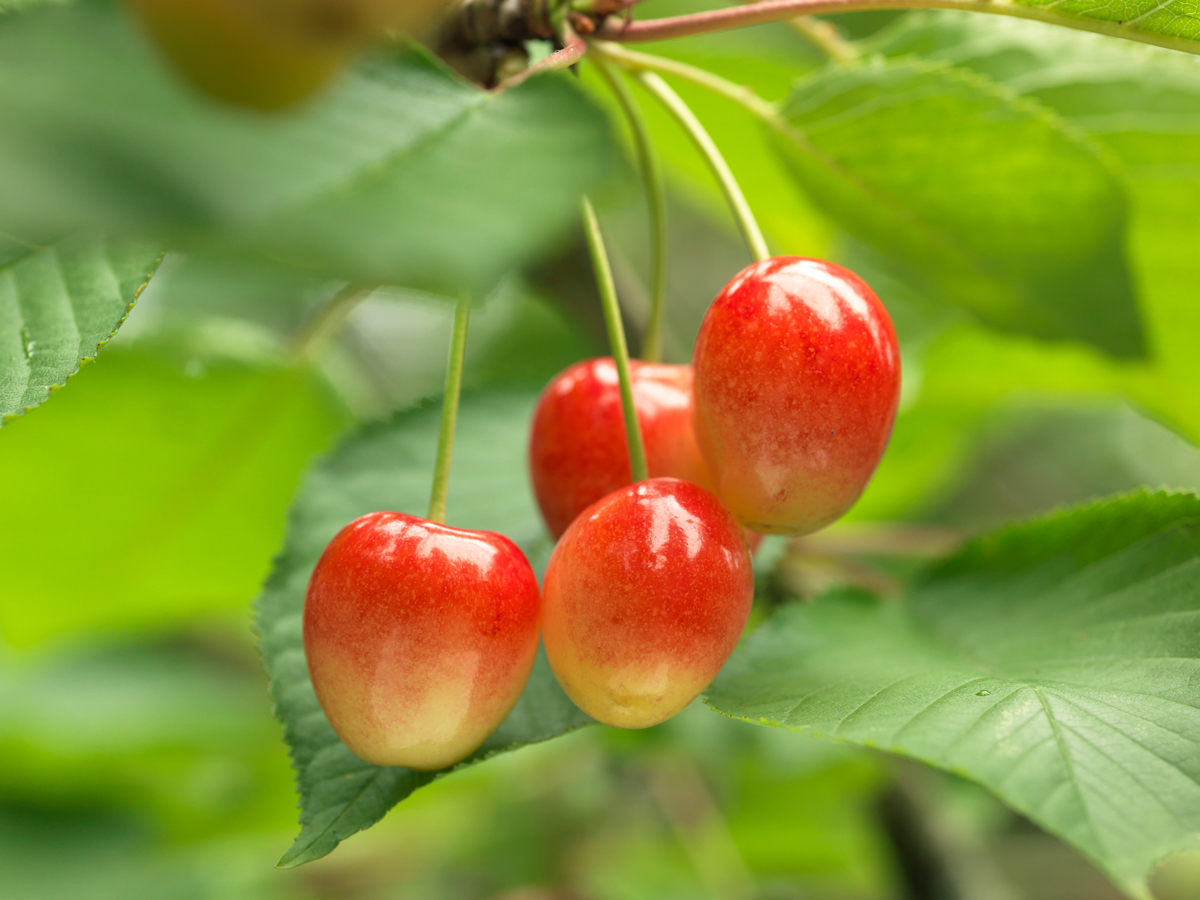Cerise : comment bien choisir et cuisiner ce fruit rouge savoureux | Régal